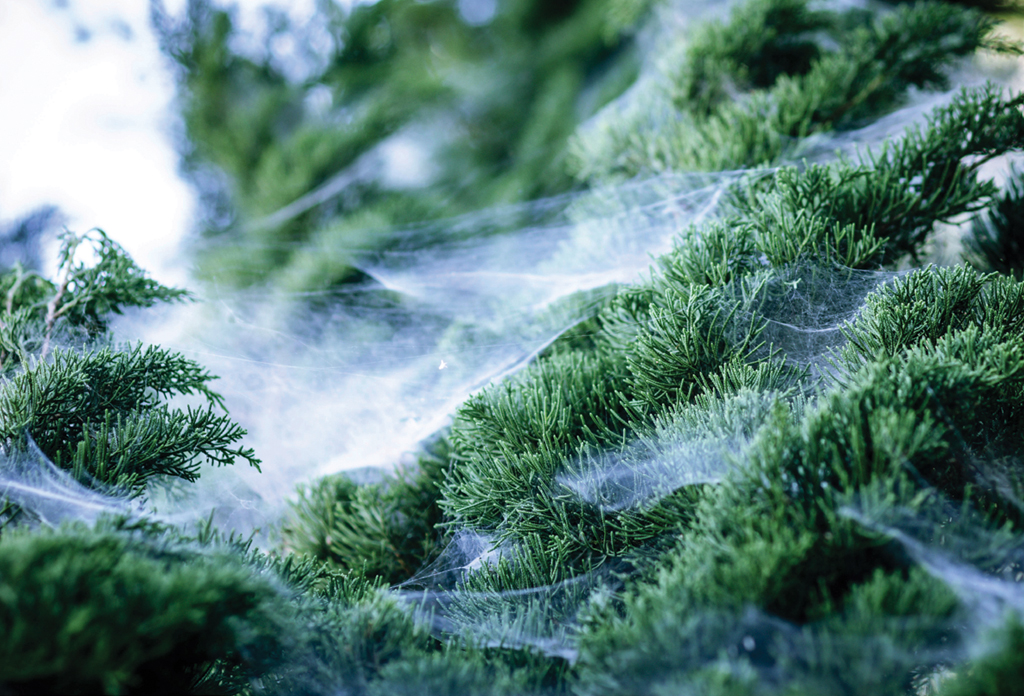 Weird Yuletide Traditions - This Quarterly